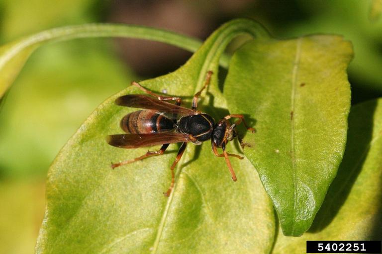 paper wasp (Polistes humilis synoecus Saussure, 1853)