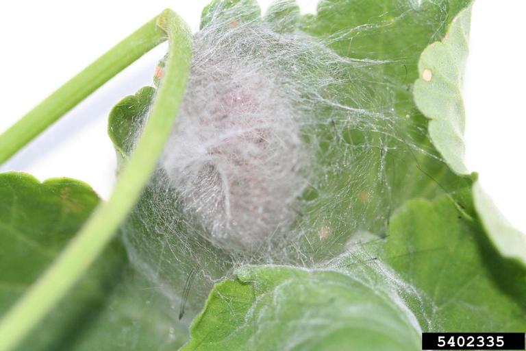 painted apple moth, Teia anartoides (Lepidoptera: Lymantriidae) - 5402335