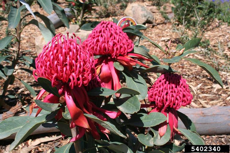 waratah (Telopea speciosissima (Sm.) R. Br.)