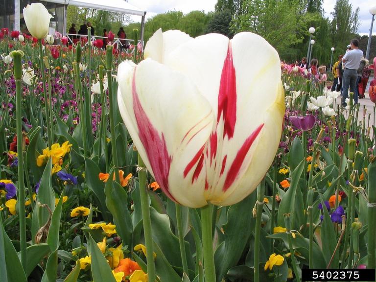 tulip (Genus Tulipa L.)