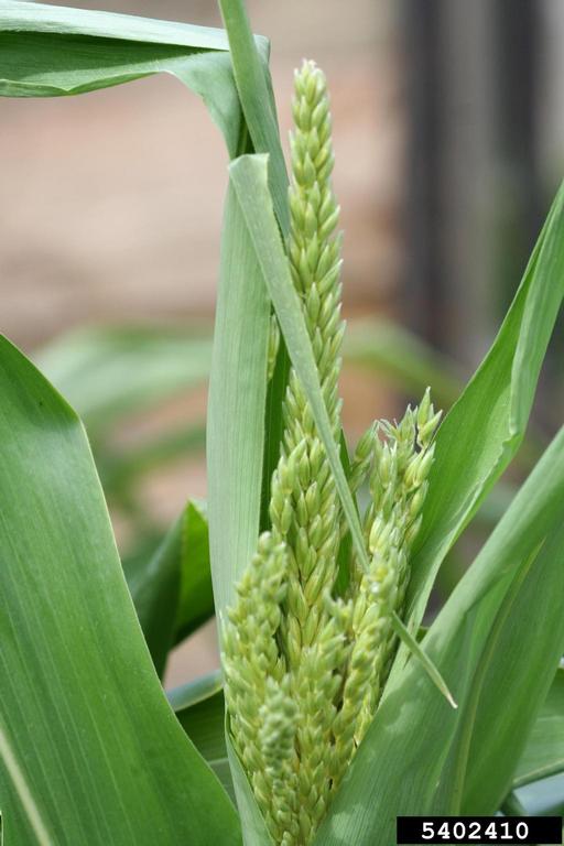 corn (Zea mays L.)