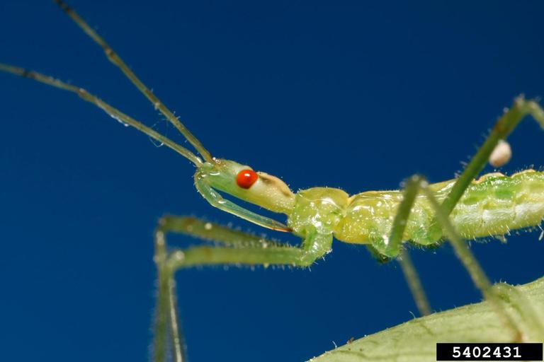 Mantis Assassin Bug