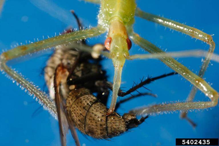 assassin bug (Zelus luridus Stal, 1862)