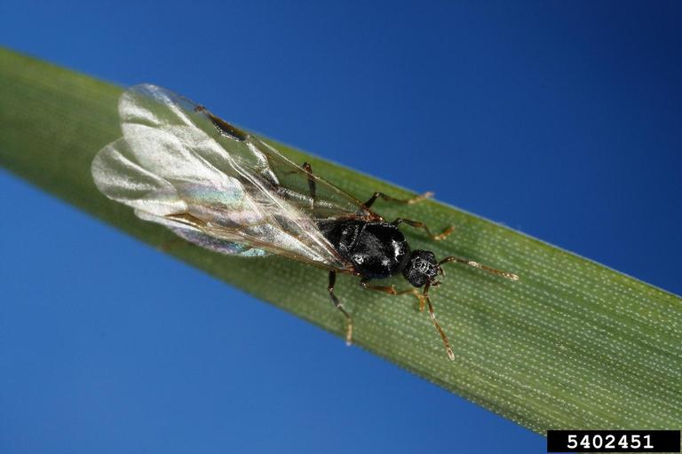 carpenter ant (Camponotus nearcticus)
