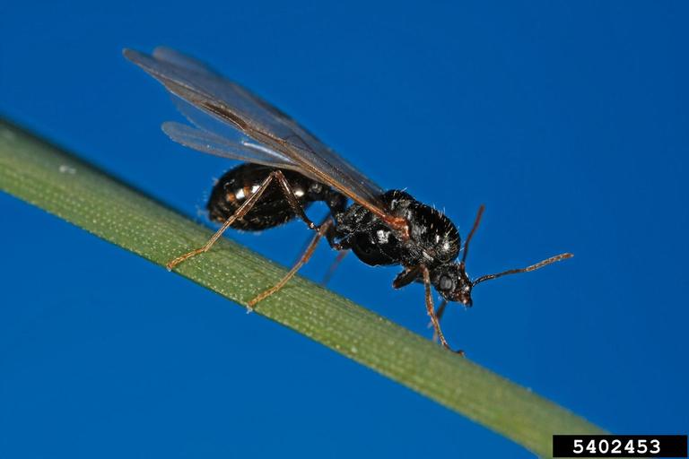 carpenter ant (Camponotus nearcticus)