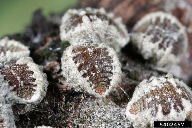 European elm scale (Gossyparia spuria Modeer 1778)