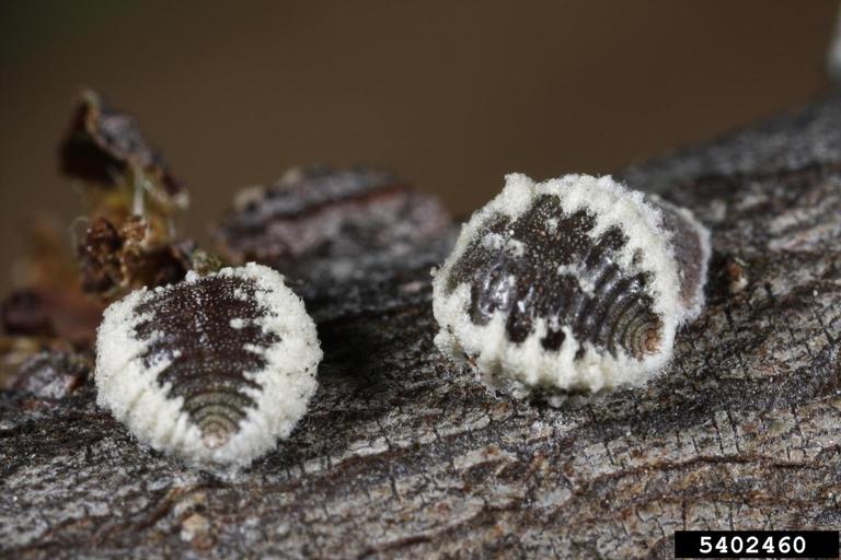 European elm scale (Gossyparia spuria)