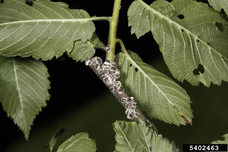 European elm scale, Gossyparia spuria (Hemiptera: Eriococcidae) - 5402463