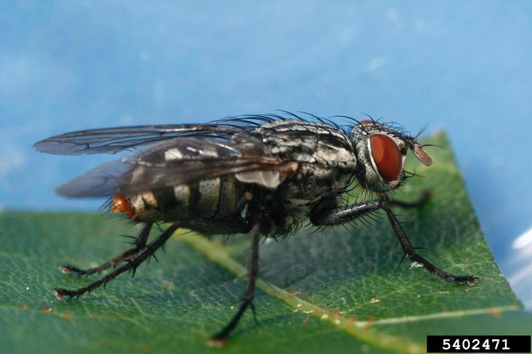 flesh flies (Genus Sarcophaga Meigen 1826)