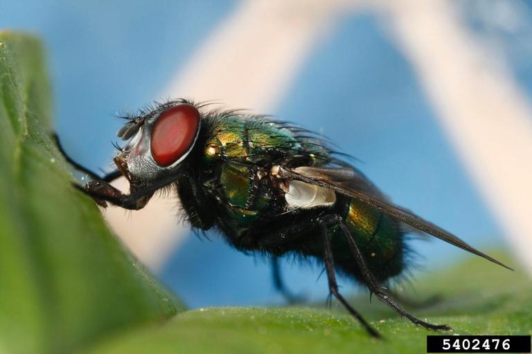 common green bottle fly (Lucilia sericata (Meigen, 1826))