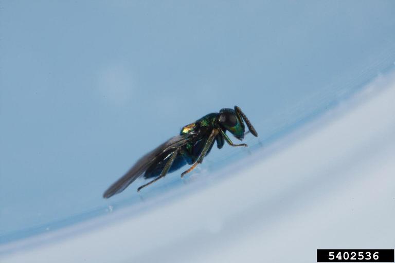 Eulophid wasp (Diglyphus isaea Wlaker, 1838)