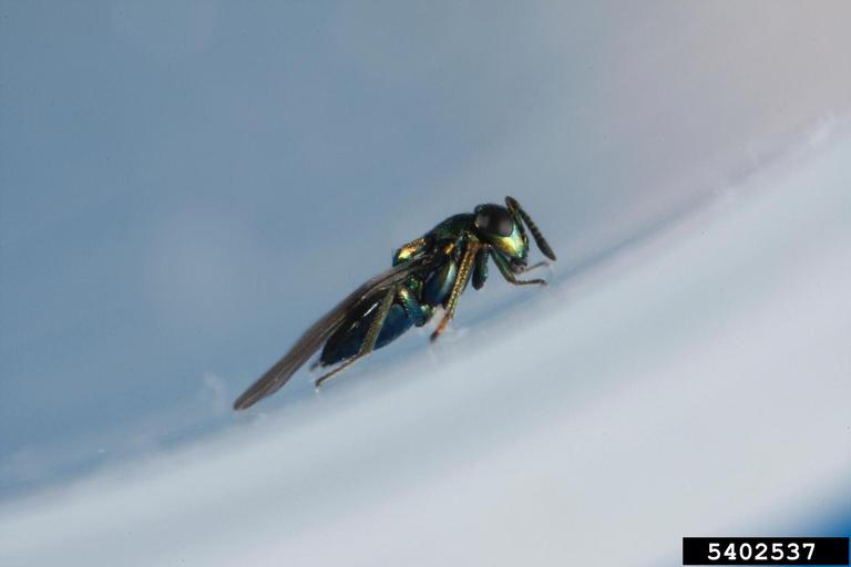 Eulophid wasp (Diglyphus isaea Wlaker, 1838)