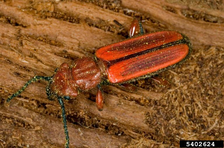flat bark beetle (Cucujus clavipes Fabricius, 1781)