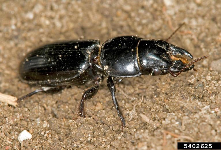 big-headed ground beetle (Scarites subterraneus Fabricius, 1775)