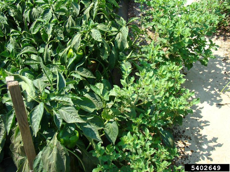 bristly starbur (Acanthospermum hispidum DC)