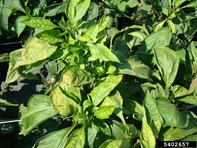 tomato spotted wilt virus (TSWV) (Tospovirus Tomato spotted wilt virus)