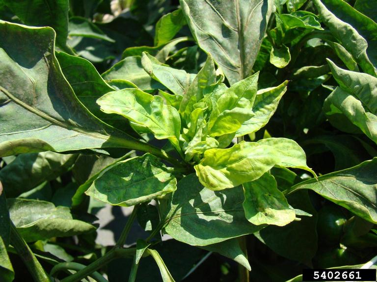 tomato spotted wilt virus (TSWV) (Tospovirus Tomato spotted wilt virus)