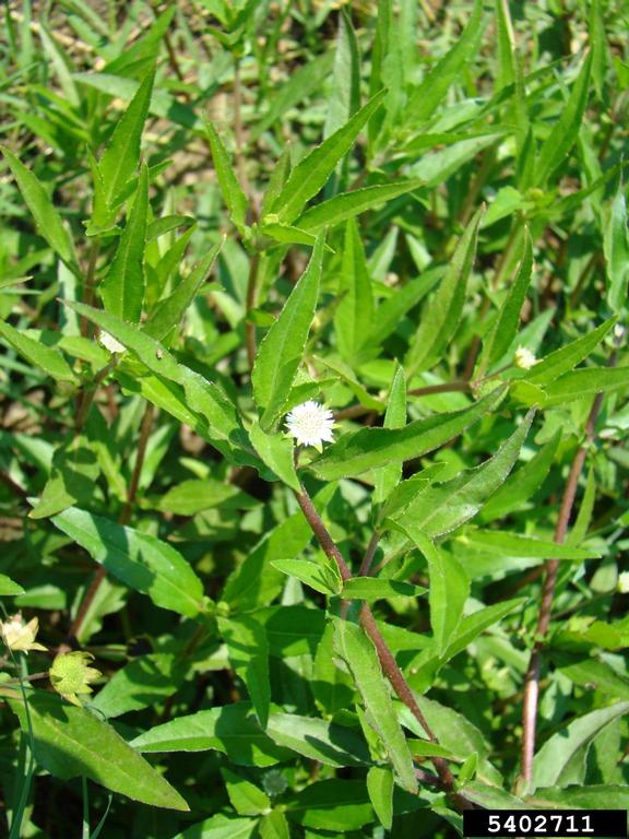 eclipta (Eclipta prostrata (L.) L.)