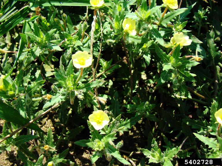 cutleaf evening-primrose (Oenothera laciniata Hill)