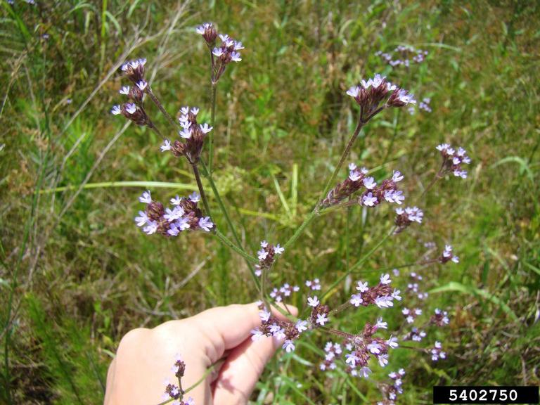 tall vervain (Verbena bonariensis L.)