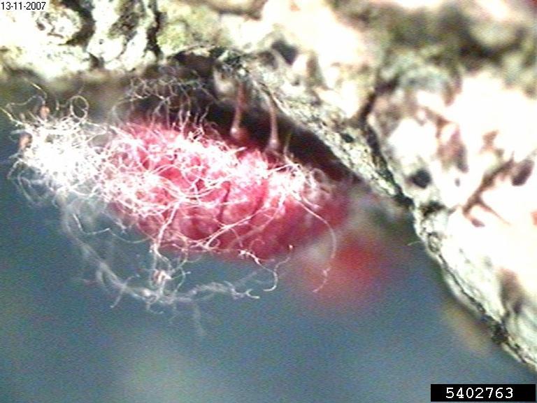 scale (Neosteingelia texana Morrison, 1927)
