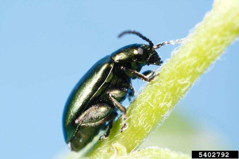 apple flea beetle (Altica foliaceae LeConte, 1858)