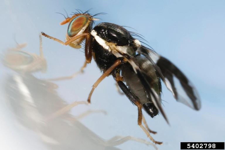 apple maggot (Rhagoletis pomonella (Wash, 1867))