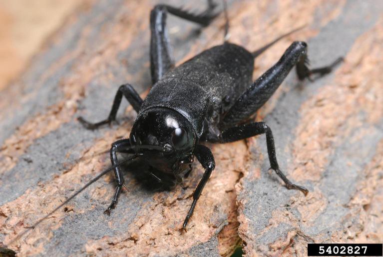 field cricket (Gryllus pennsylvanicus)