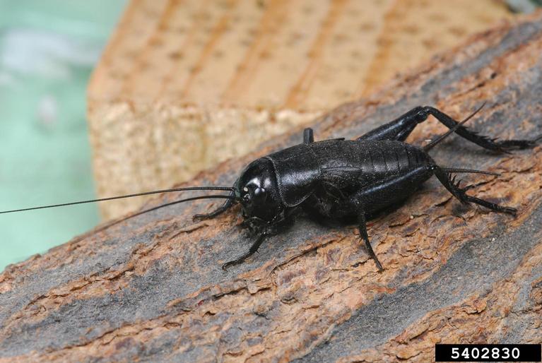 Gryllidae Crickets