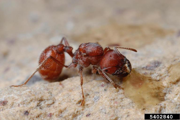 harvester ants (Genus Pogonomyrmex)
