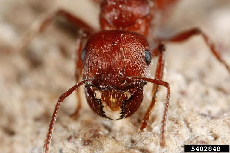 harvester ants (Genus Pogonomyrmex)