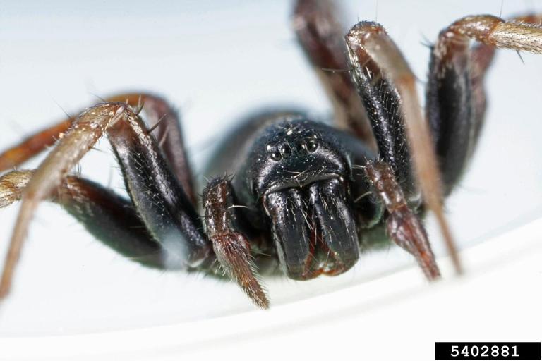 redspotted antmimic spider (Castianeira descripta Hentz,1847)