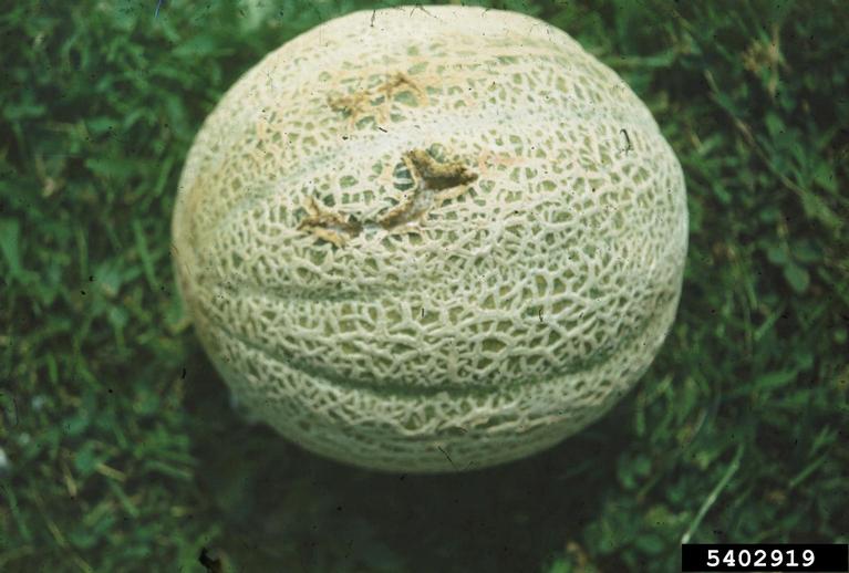 Alternaria leaf blight (Alternaria cucumerina (Ellis & Everh.) J.A ...