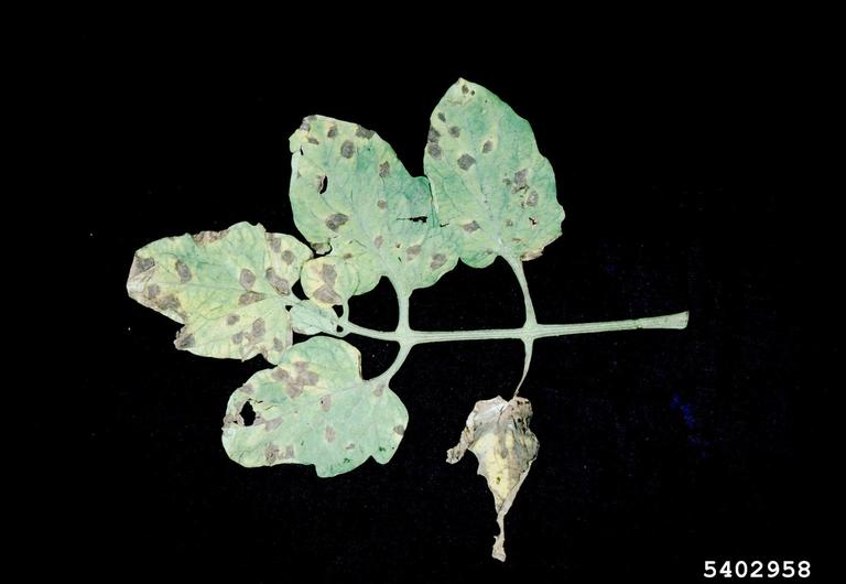 Alternaria black molds / stem cankers (Genus Alternaria)