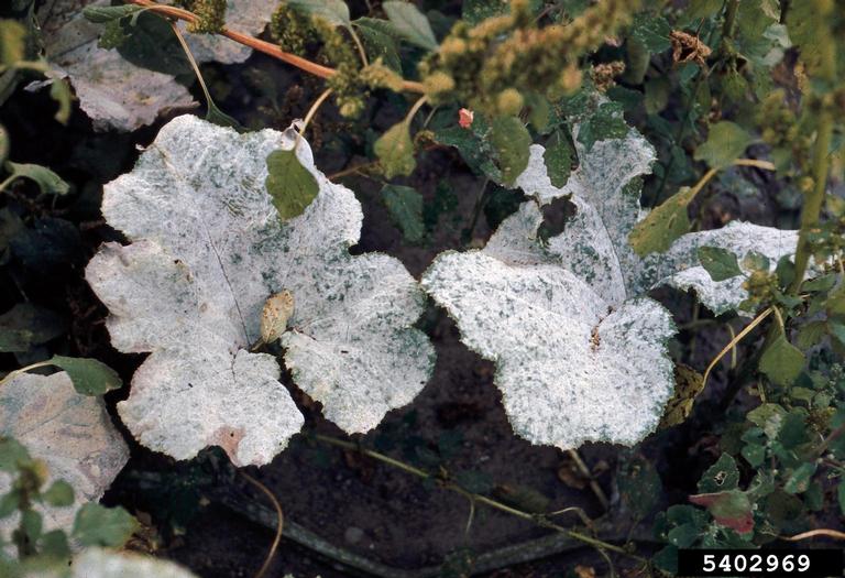 Erysiphe cichoracearum - Alchetron, The Free Social Encyclopedia