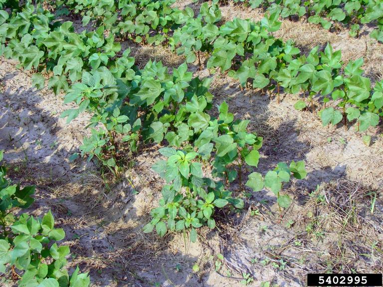 Palmer amaranth (Amaranthus palmeri S. Wats.)