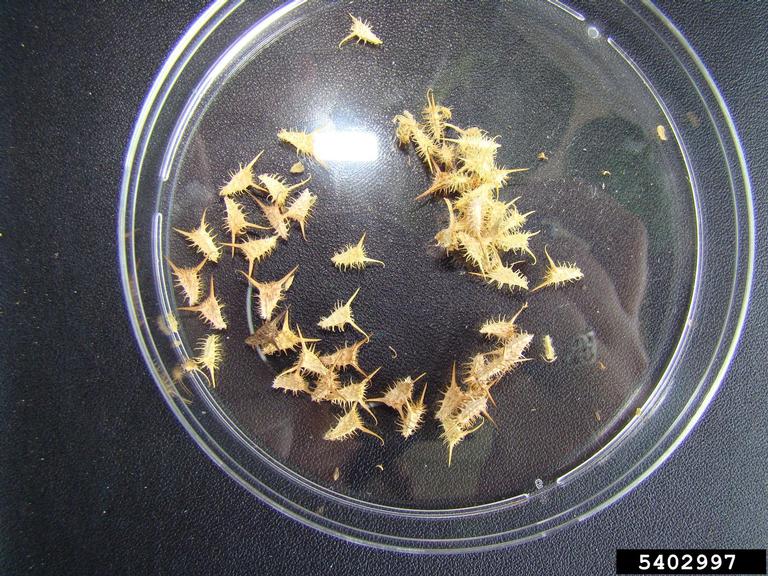 bristly starbur (Acanthospermum hispidum DC)