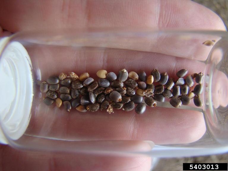 tropic croton (Croton glandulosus var. septentrionalis Müll. Arg.)