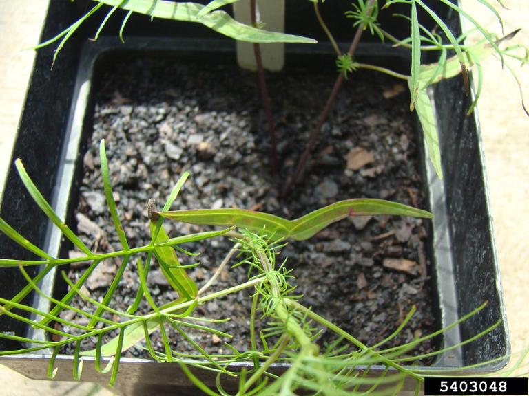 cypressvine morning-glory (Ipomoea quamoclit L.)