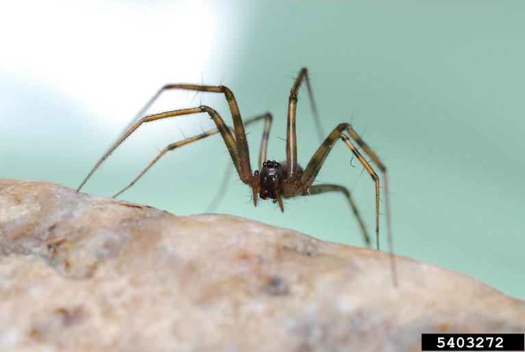 hacklemesh weaver spider (Family Amaurobiidae)