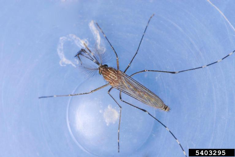 Western Encephalitis Mosquito (Culex tarsalis)