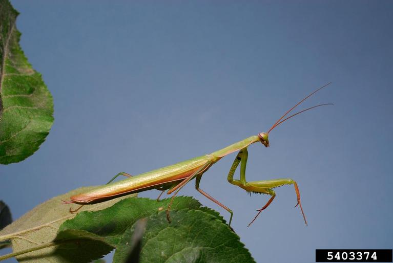 European mantid (Mantis religiosa (Linnaeus 1758))