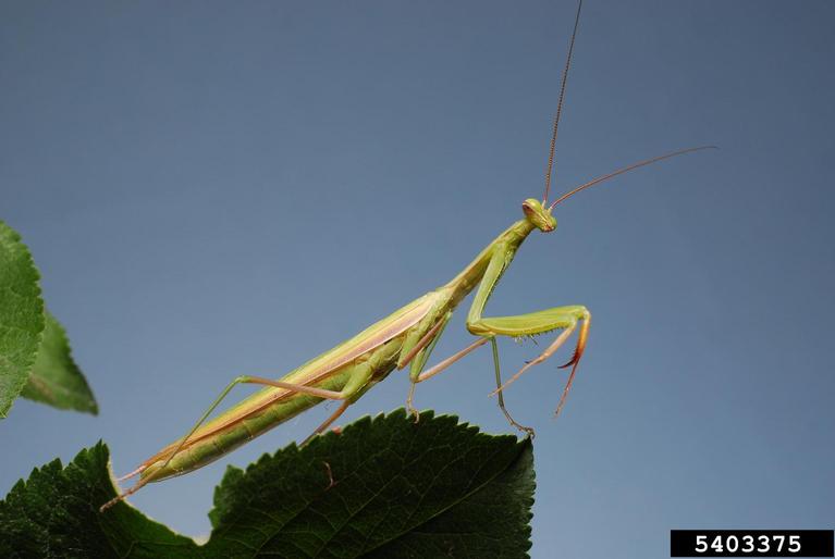 European mantid (Mantis religiosa (Linnaeus 1758))