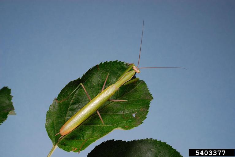 European mantid, Mantis religiosa (Mantodea: Mantidae) - 5403377