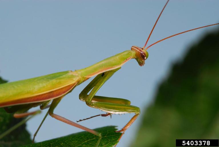 European mantid (Mantis religiosa (Linnaeus 1758))