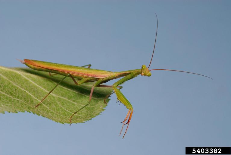 European mantid (Mantis religiosa (Linnaeus 1758))