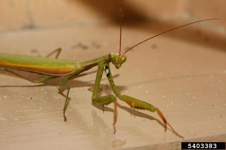 European mantid (Mantis religiosa (Linnaeus 1758))