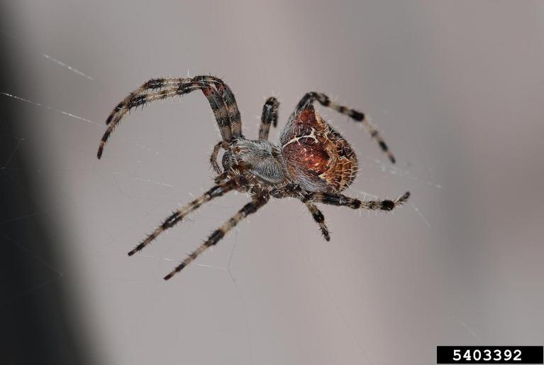 cat-faced spider (Araneus gemmoides (Chamberlain & Ivie))
