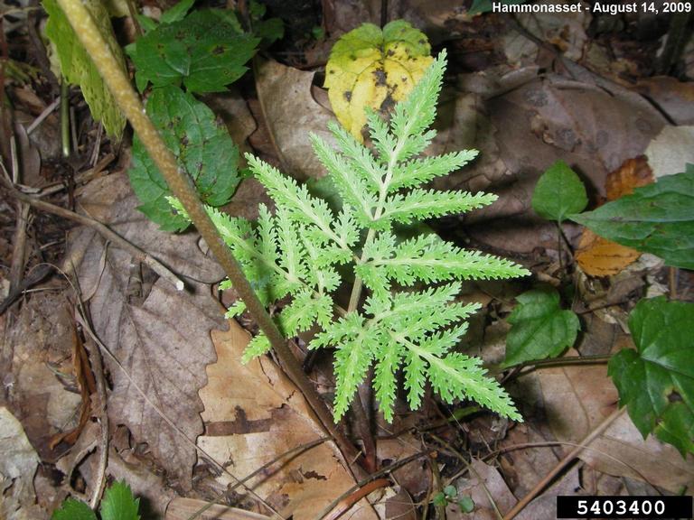 cut-leaved grape fern (Botrychium dissectum)