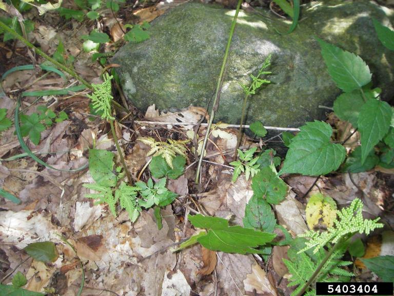 cut-leaved grape fern (Botrychium dissectum Spreng.)
